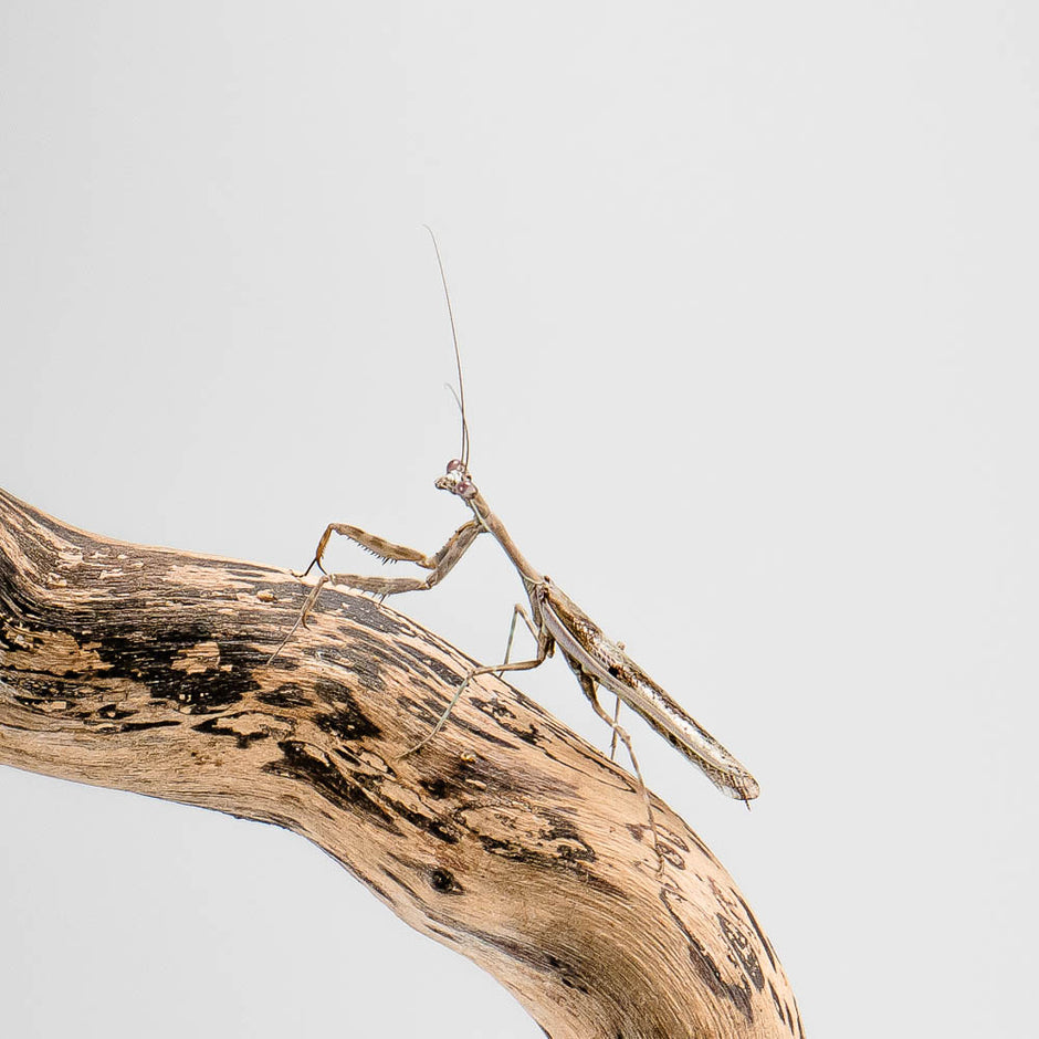 Mantis religiosa - Europäische Gottesanbeterin – M&m Wüst - Mantiden ...